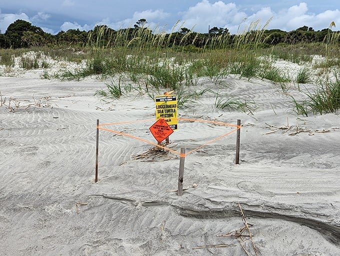 "Please respect my nursery." Loggerhead turtle nesting areas remind us we're just visitors in this delicate coastal ecosystem.