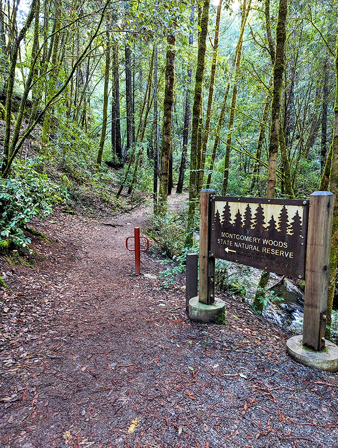 Montgomery Woods State Natural Reserve welcomes hikers with a simple wooden sign, beyond which ancient redwoods create a cathedral-like space more impressive than any human architecture.