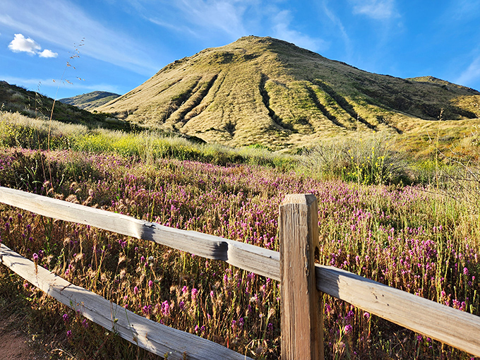 Rolling golden hills that would make a Windows screensaver jealous, complete with wildflowers that seem to have their own Instagram filter.