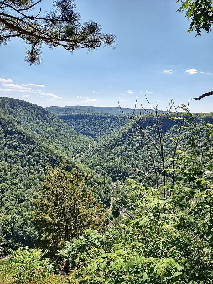 The Pennsylvania Grand Canyon unfolds below, its vast green expanse a reminder of what those first wagon travelers must have felt discovering new frontiers.