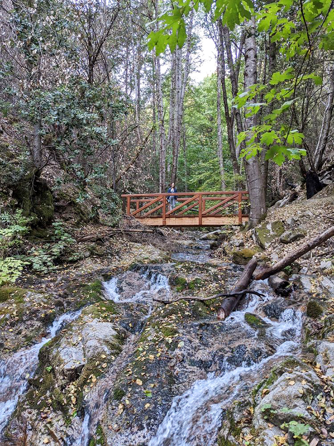Wooden bridges connect hikers to hidden sections of the creek. Engineering meets wilderness in perfect harmony.