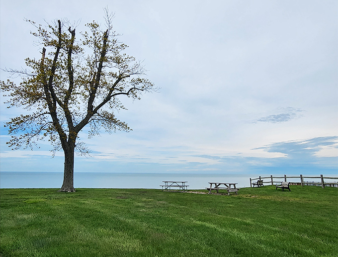 This solitary tree stands sentinel over picnic tables that have hosted generations of potato salad, family reunions, and the occasional squirrel heist.
