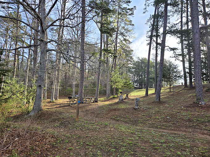 Picnic spots nestled among towering pines. The perfect setting for that potato salad recipe you've been perfecting since 1987.