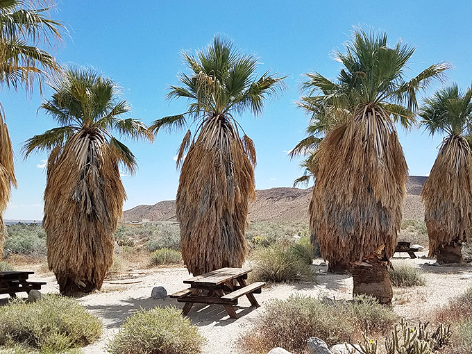 Palm trees provide rare shade for picnickers, creating desert oases that don't require a mirage-induced hallucination.