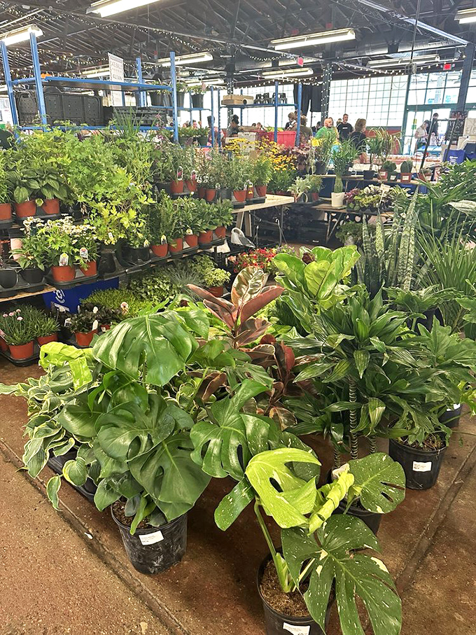 A jungle of houseplants waiting to be adopted by well-intentioned plant parents who promise "this time will be different" with their green thumbs.