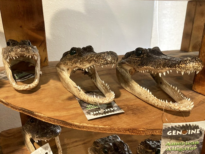 These alligator heads aren't just decoration&mdash;they're a reminder that in Florida, sometimes dinner and local wildlife have a complicated relationship.