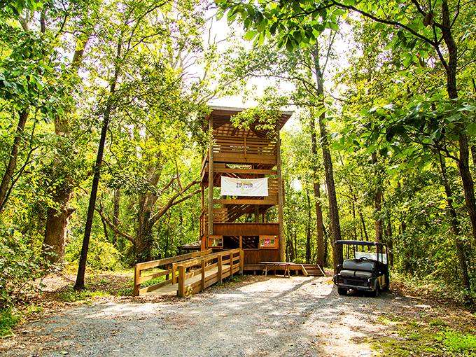 Nature's cathedral awaits at the end of this woodland path, where adventure towers above the everyday and sunlight filters through like blessings.