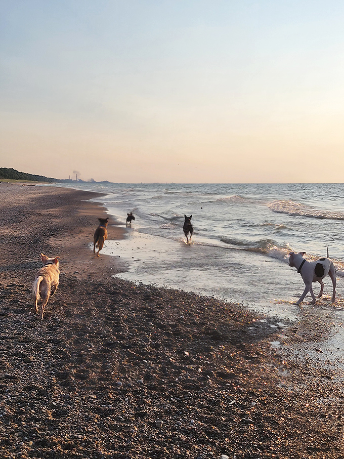 Four-legged beach critics give Kemil Beach their highest rating: five paws and plenty of happy tail wags.