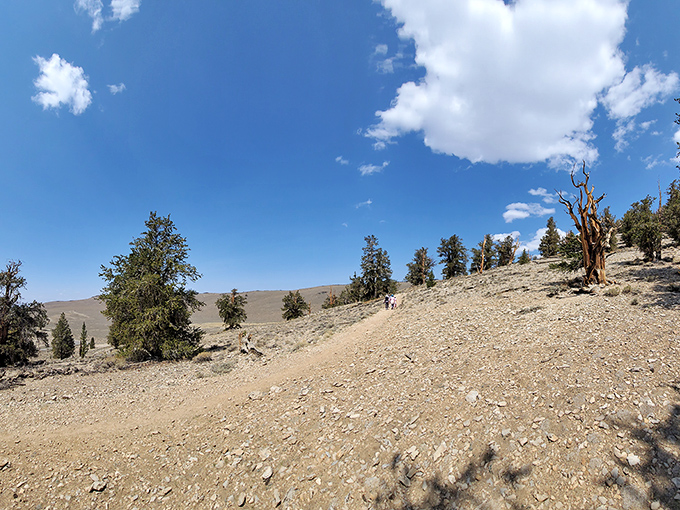 Ancient bristlecone pines cling to life in the harshest conditions, like stubborn dinner guests who won't leave after 5,000 years.