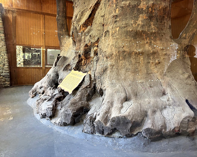 From this angle, the Sycamore Stump reveals its intricate textures and hollows, nature's sculpture that makes modern art installations look like amateur hour.