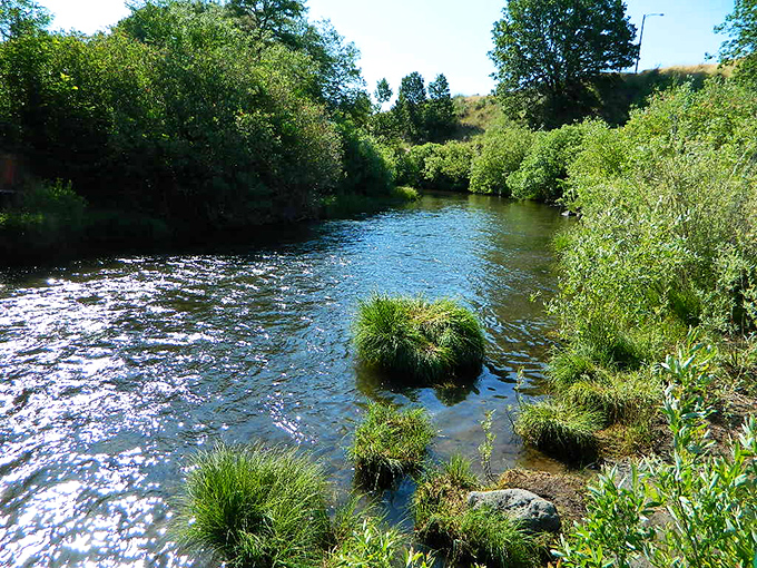The Susan River dances over stones in dappled sunlight, offering natural air conditioning and trout fishing opportunities just minutes from downtown.