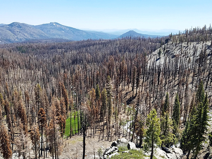 Evidence of nature's powerful cycles: burned forests slowly regenerating, a reminder that endings often contain the seeds of beginnings.