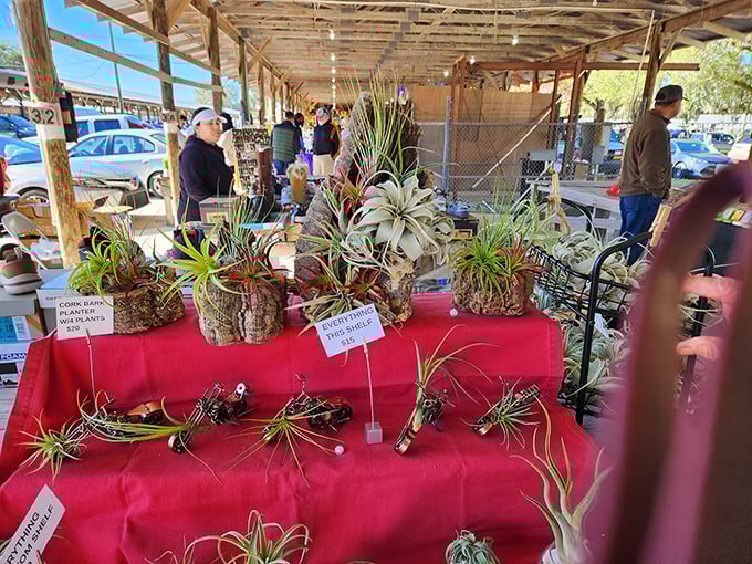 These otherworldly air plants transform ordinary shells and driftwood into miniature landscapes worthy of a sci-fi film set.