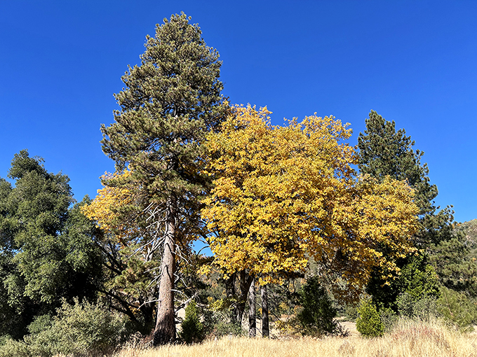 Fall's golden transformation proves California has seasons after all. This tableau would make even New Englanders pause their leaf-peeping tours.