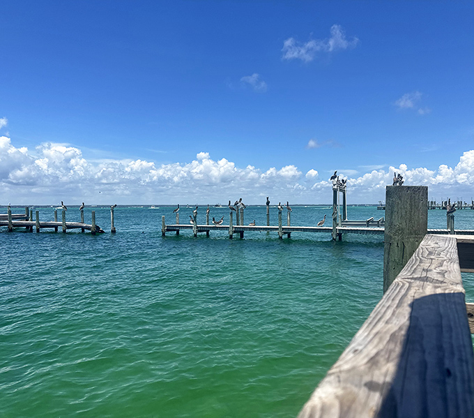 Nature's screensaver comes to life at Dewey's. Those pelicans aren't just decoration&mdash;they're locals waiting for the seafood happy hour to begin.