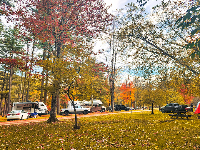 The campground in fall looks like someone scattered gold coins everywhere, except it's just leaves and equally valuable.