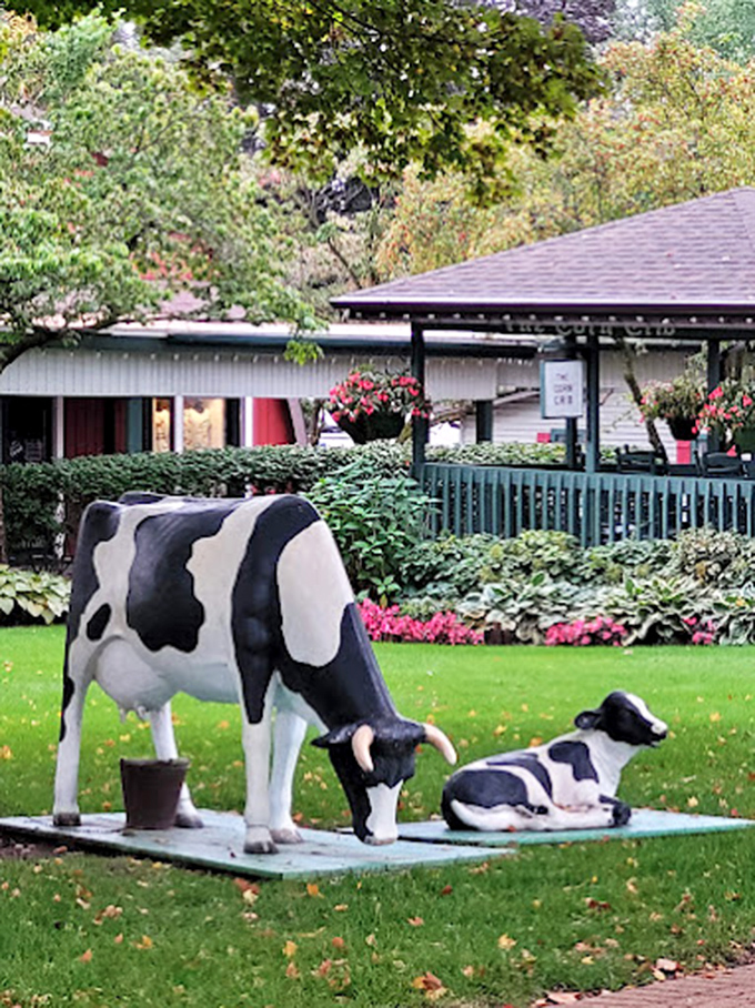 Even the decorative cow statues seem content here, perhaps knowing they're part of a place that honors traditional farming and food preparation.