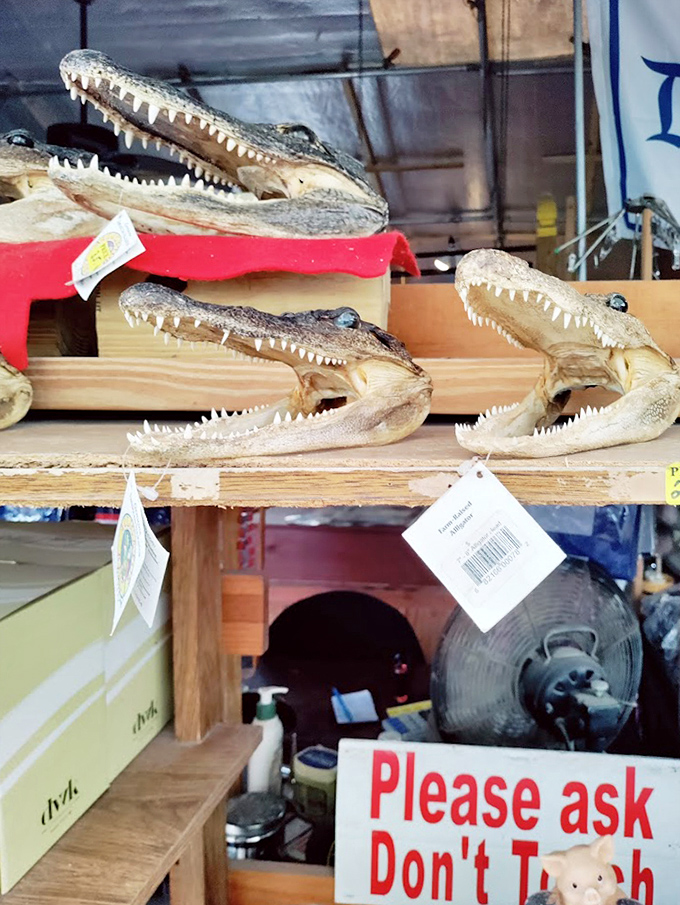 Florida's most unusual souvenirs! These alligator heads are conversation starters that scream "I went to Florida and all I got was this prehistoric paperweight."