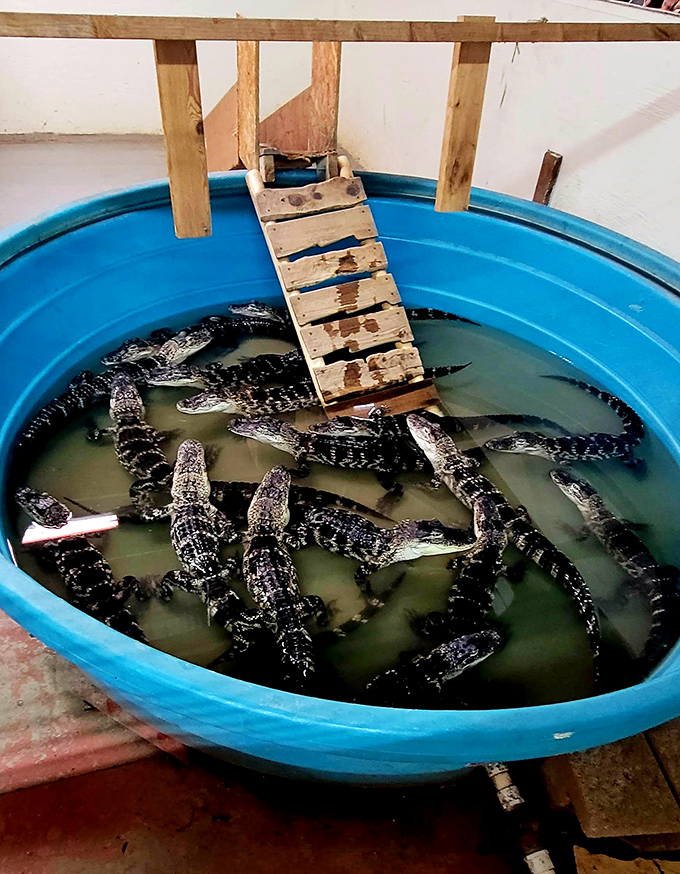 The famous gator exhibit &ndash; because nothing makes you appreciate a good bargain like shopping with prehistoric predators as your audience.