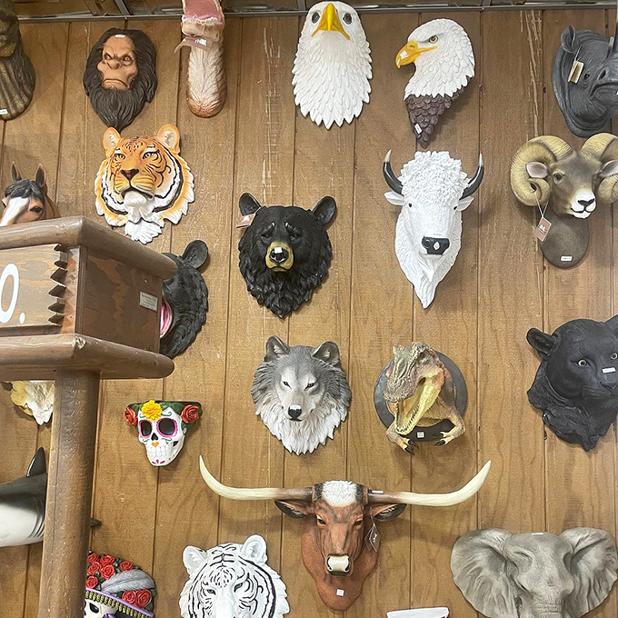 The wall of watchful wildlife stares back at shoppers. From eagles to tigers, this menagerie of mounted faces creates a surreal shopping safari.