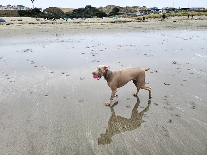 Every dog becomes a philosopher here, pondering the eternal question: chase the wave or run away?