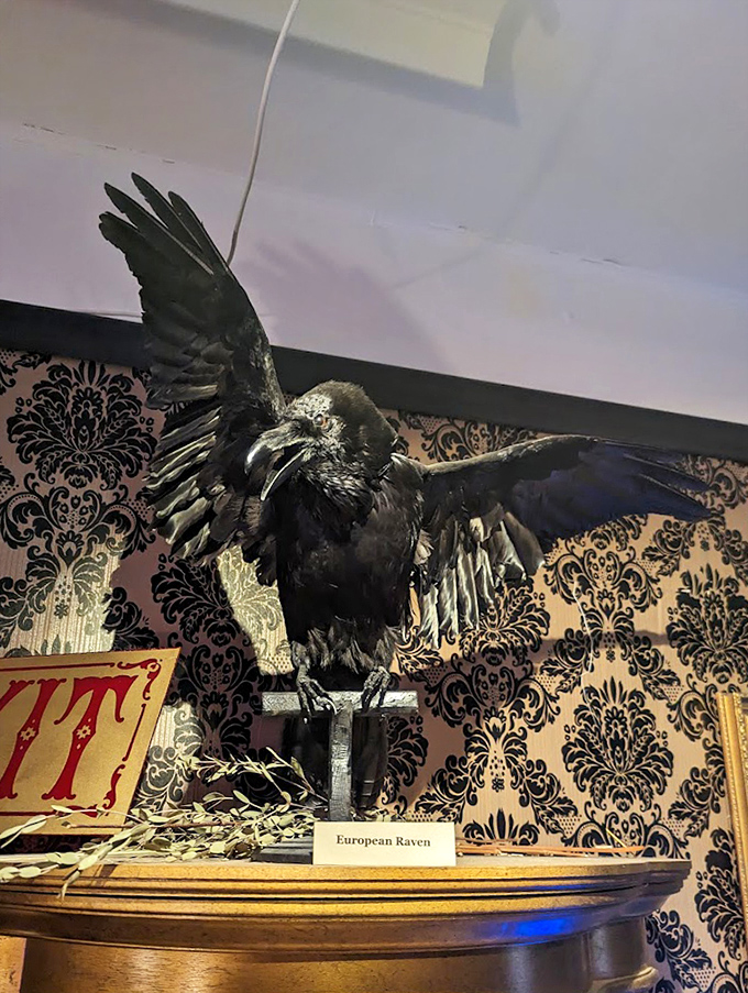 This magnificently preserved European raven, wings spread in eternal flight against ornate wallpaper, looks ready to quote Poe at unsuspecting museum visitors who linger too long.