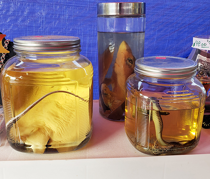 Preserved specimens floating in amber liquid – curiosities that would make any cabinet proud. Not your average flea market find!