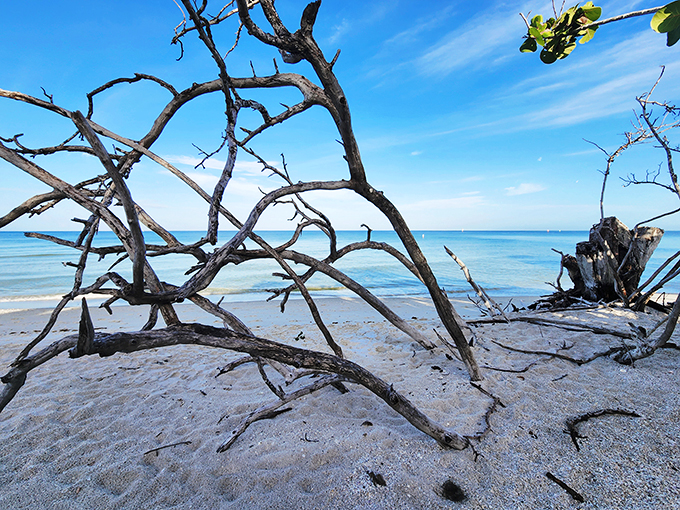 Nature's driftwood sculpture garden, created by storms and tides. Even the beach's fallen soldiers become art in this pristine setting.