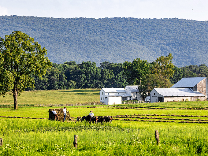 
While most of America rushes through drive-thrus, here's a farmer gathering hay the way it's been done for centuries&mdash;with patience and purpose.