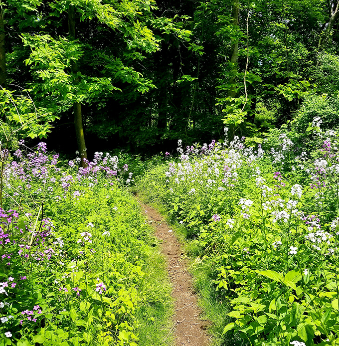Nature's corridor of color. Walking this wildflower-lined path feels like strolling through an impressionist painting come to life.