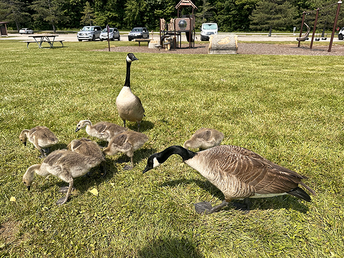Canada geese family outing. Nature's version of "take your kids to work day" happens daily at Kiser Lake.