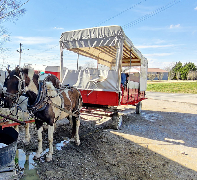 Horse-drawn transportation meets modern convenience - the best of both worlds without the traffic jams.