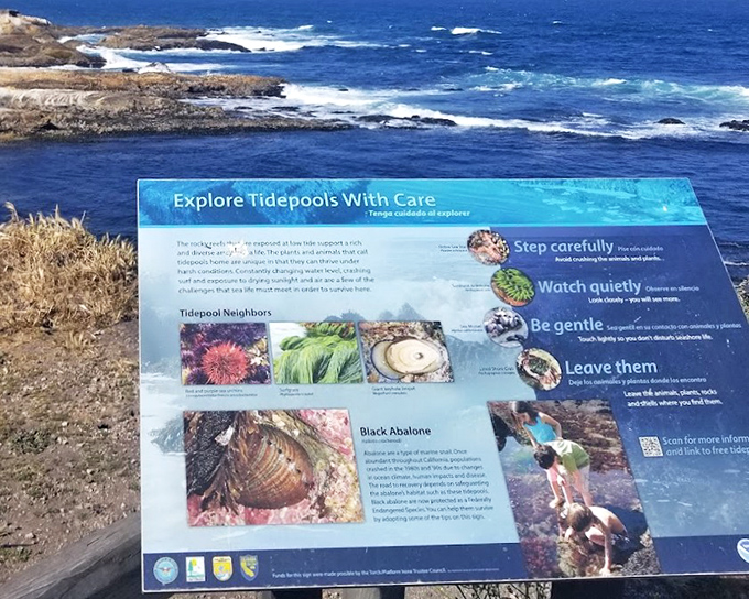 A tidepooler's field guide to underwater neighbors. These miniature marine worlds are nature's version of reality TV&mdash;drama, beauty, and survival all in one.