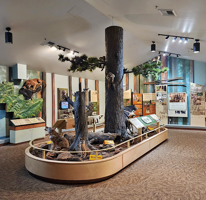 The museum brings the forest indoors with impressive displays. Tree knowledge without the mosquito bites&mdash;now that's civilization!