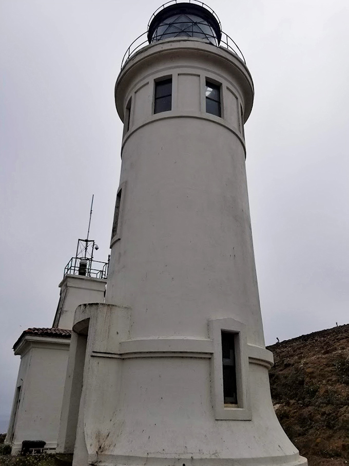 The lighthouse's lantern room catches the light, a glass crown atop this coastal monarch that's witnessed countless Pacific sunrises and sunsets.