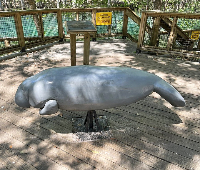 This life-sized manatee sculpture gives visitors perspective on these magnificent mammals without getting wet. Nature's ambassadors immortalized in stone.