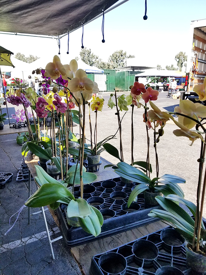 Orchids in every hue imaginable stand at attention like botanical beauty pageant contestants, waiting for someone to award them a forever home.