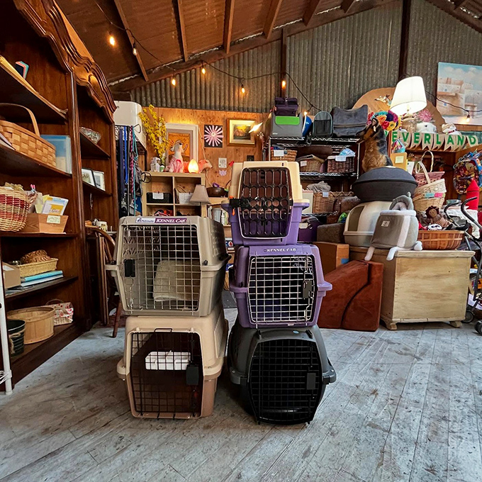 Even pet carriers find new purpose here. These gently used travel homes await four-legged companions, perfectly aligned with the shop's animal-saving mission.