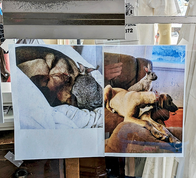 Heart-melting photos of rescued pets serve as gentle reminders that every purchase helps fund second chances for furry friends.