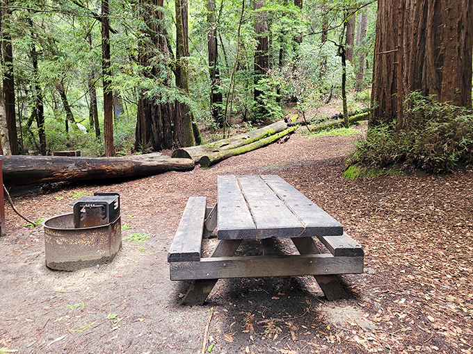 Picnic tables in paradise &ndash; where sandwiches somehow taste better and conversations linger longer beneath the redwood canopy.