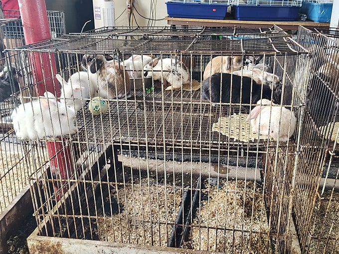 The rabbit section: where suburban kids begin campaigns to convince parents that bunnies make perfect pets. Spoiler alert: they're adorably high-maintenance.