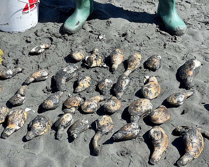 Fresh clams that taste like the ocean decided to share its best-kept secrets with your taste buds.