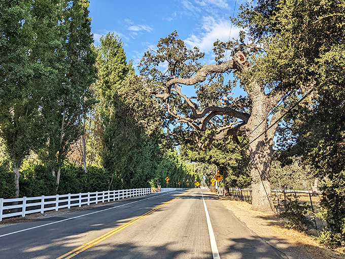 Country roads lined with ancient oaks &ndash; nature's version of a cathedral ceiling that makes every drive feel ceremonial.