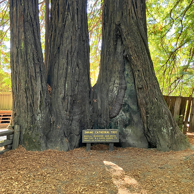 The Shrine Cathedral Tree stands like nature's Notre Dame. Its massive base could host a dinner party for twelve with room for dancing.
