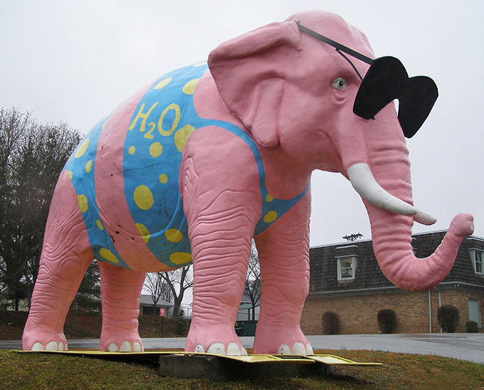 Against the backdrop of Tennessee's changing seasons, Ellie remains a constant splash of color that brightens even the grayest winter day.