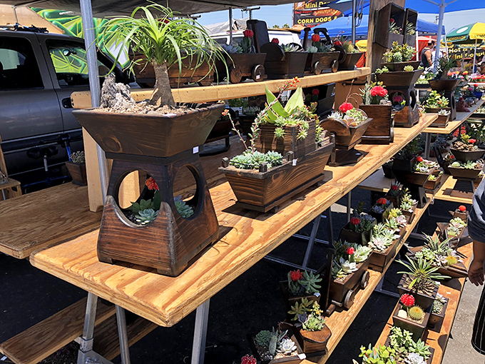Succulent heaven arranged in handcrafted planters. These drought-friendly beauties are ready to transform your windowsill or patio into a mini desert oasis.