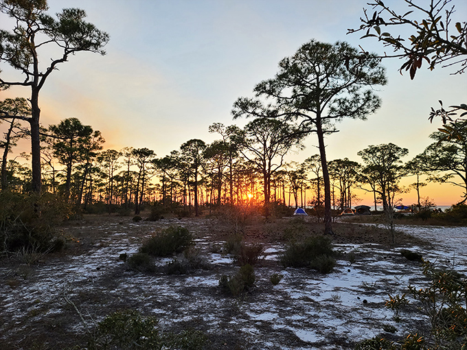 Golden hour magic transforms pine silhouettes into nature's cathedral spires as the sun bids farewell to another perfect beach day.