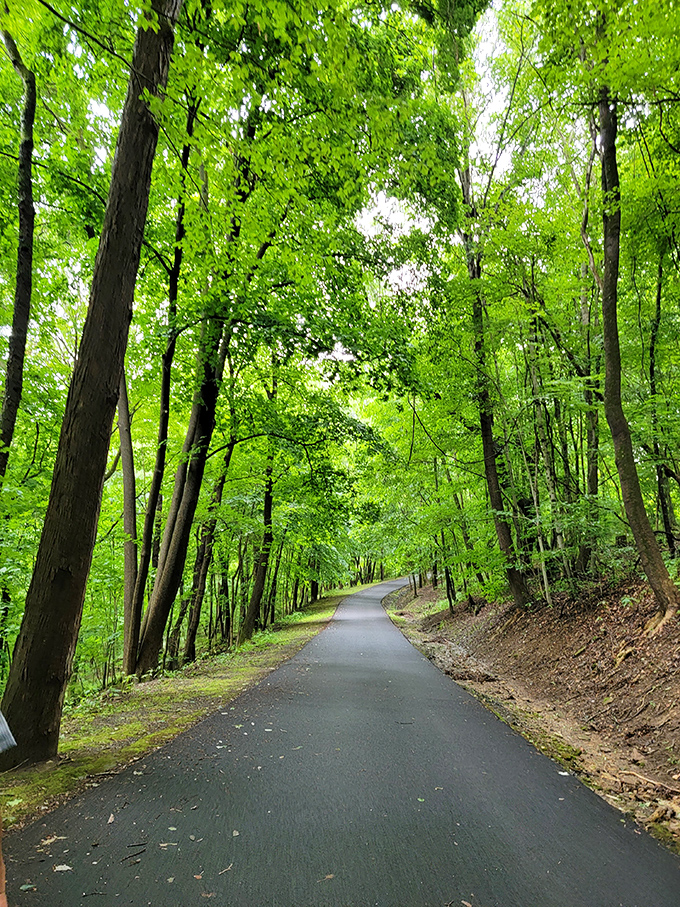 Nature creates a verdant cathedral along this peaceful trail, where dappled sunlight filters through a canopy of Ohio's finest greenery.