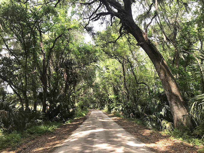 These majestic oaks create nature's cathedral, their moss-draped branches forming perfect arches over Micanopy's quiet streets.