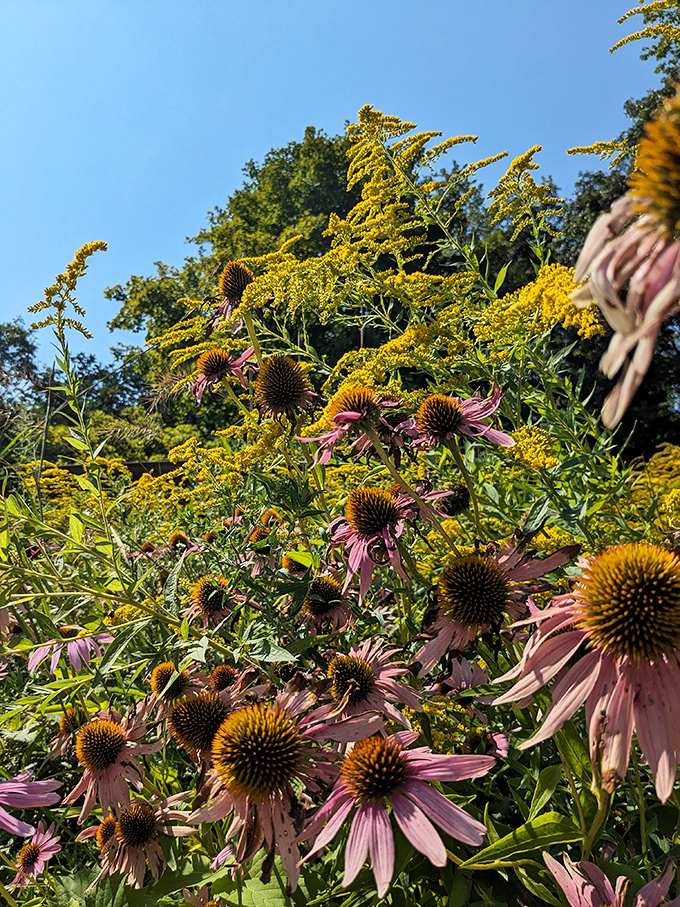 Nature's garden doesn't need landscapers; these purple coneflowers and goldenrod create arrangements no florist could match.
